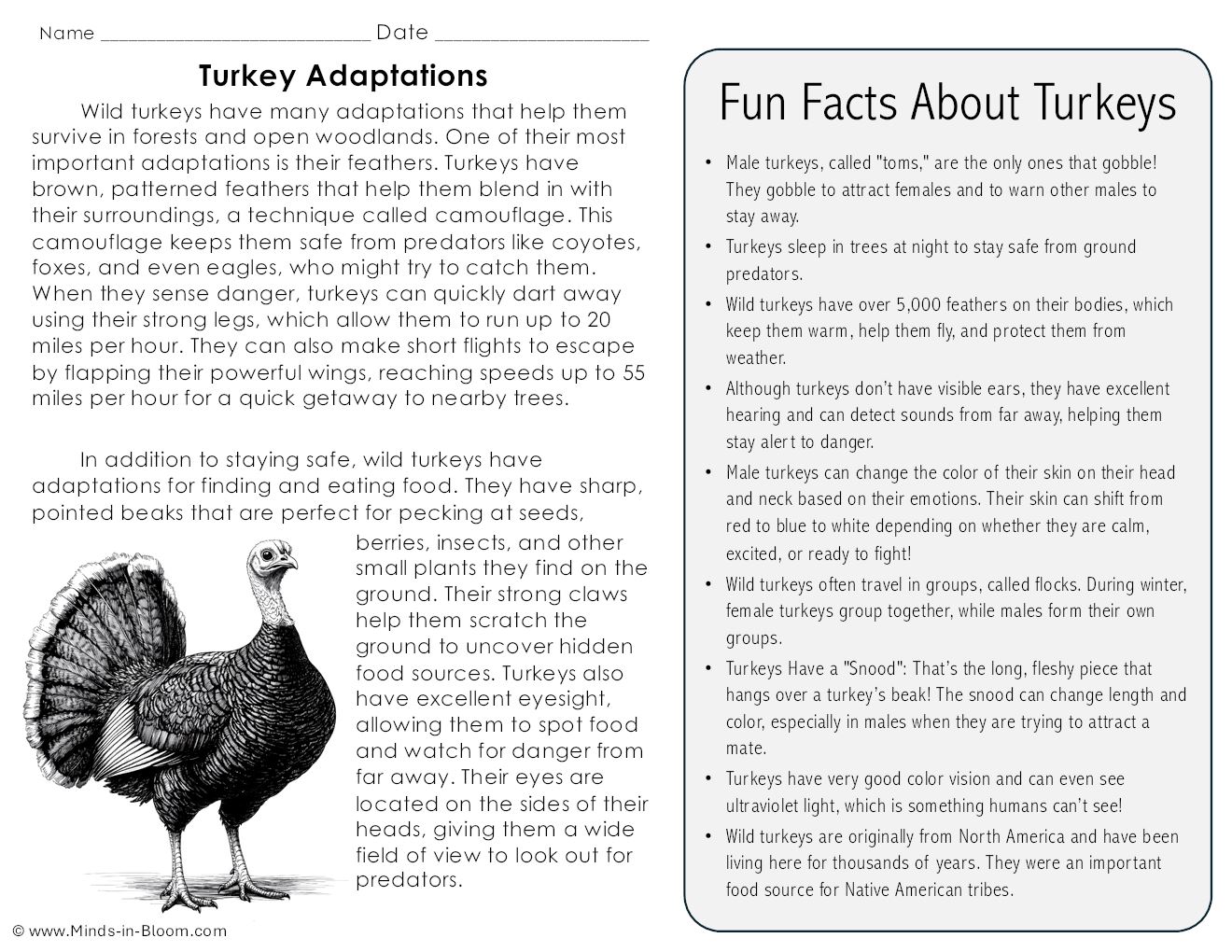 Disguise a Turkey STEM Activity Adaptations - Reading Passages - Minds ...