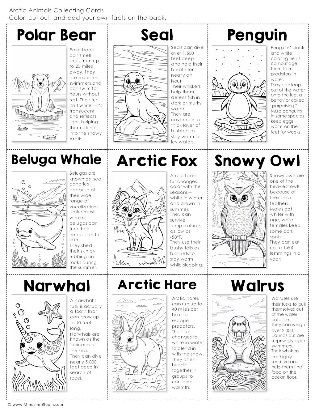 Arctic Animals Collecting Cards - Minds in Bloom Unlimited